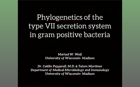 Phylogenetics of the Type VII secretion System in Gram positive ...
