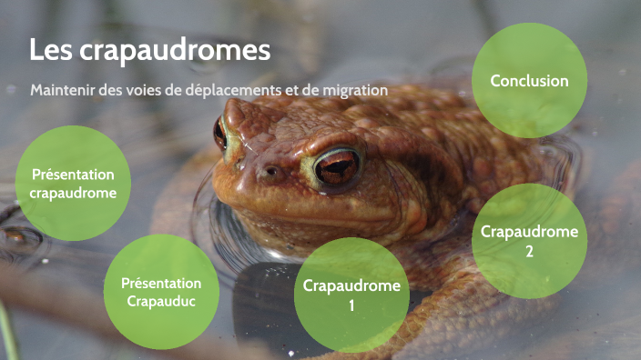 Les crapauduc ou batrachoduc by zoé charon on Prezi