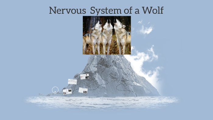 Circulatory System of a wolf by daniela castro on Prezi