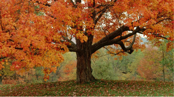 Butler Family Tree by Nicole Scott on Prezi