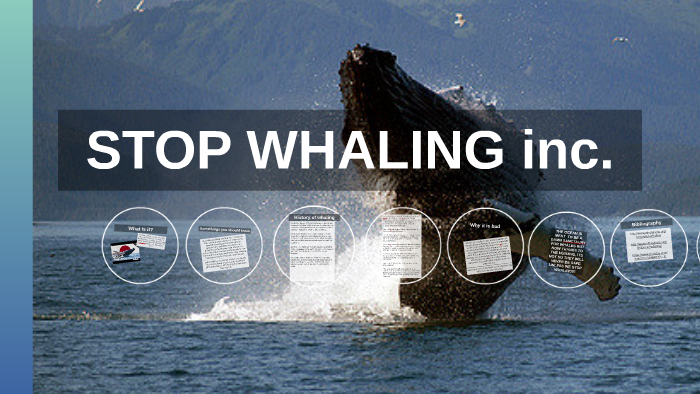 STOP WHALING inc. by kal kal on Prezi