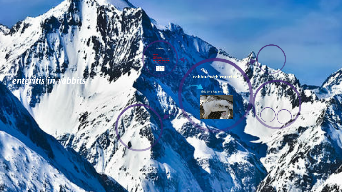 rabbits with enteritis by chase lewis on Prezi