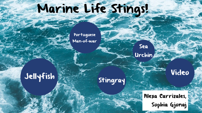 Marine Life Sting!! by alexa carrizales on Prezi