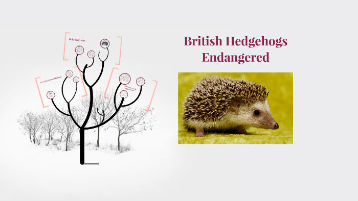 British Hedgehogs by rachel colville on Prezi