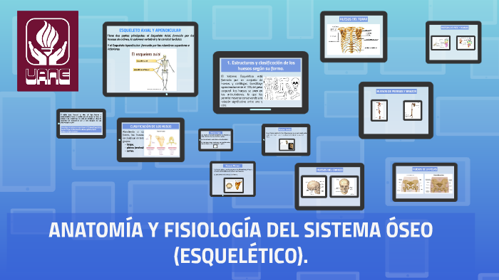 1. Estructuras y clasificación de los huesos según su forma. by Patricia De Reyes on Prezi