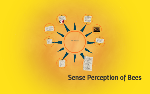 Sense Perception of Bees by Shruti Tangirala on Prezi