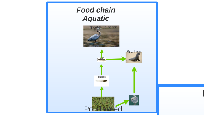 Food chain Aquatic by Derrick Gates on Prezi
