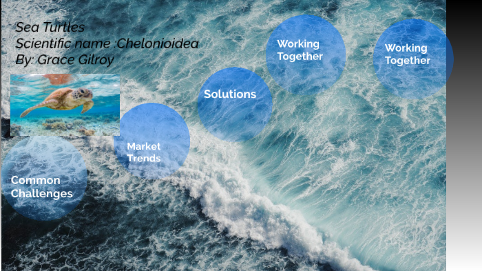 sea turtles by Grace Gilroy on Prezi