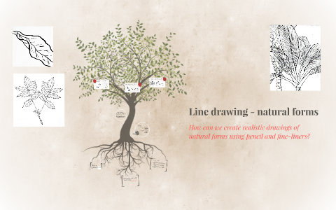 Line drawing - natural forms by lora marsden on Prezi
