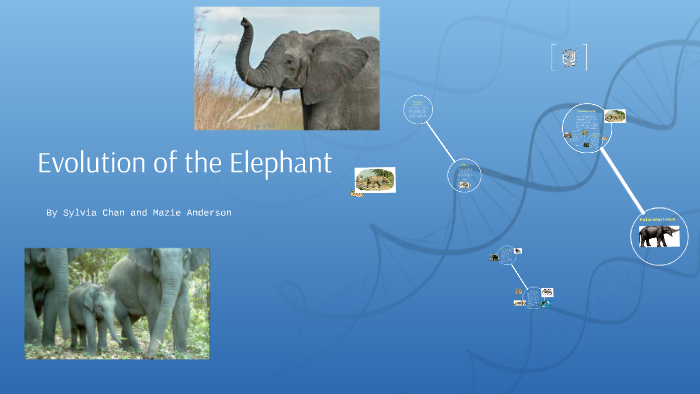 Evolution of the Elephant by Mazie Anderson
