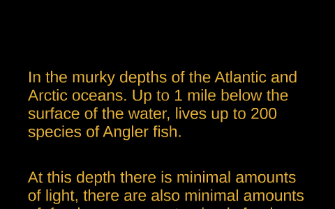 Angler Fish Adaptations by Will Wood on Prezi