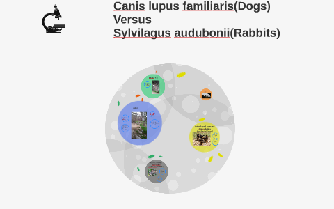 Canis lupus familiaris(Dogs) Vs Lepus curpaeums(Rabbits) by William Van ...