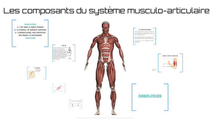 composant du systeme musculo articulaire by louise gg on Prezi