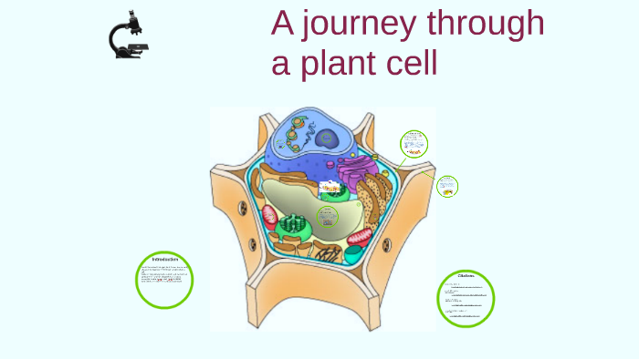 a journey through a plant cell by laura c on Prezi