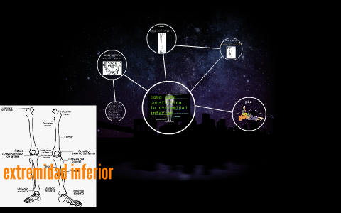 anatomia humana extremidad inferior by jonatan gutierrez cortez on Prezi