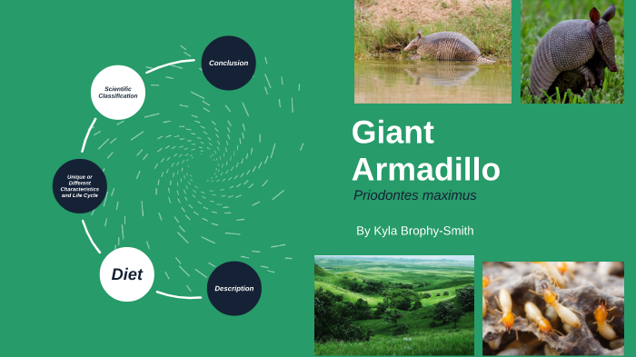 Giant Armadillo by K B on Prezi