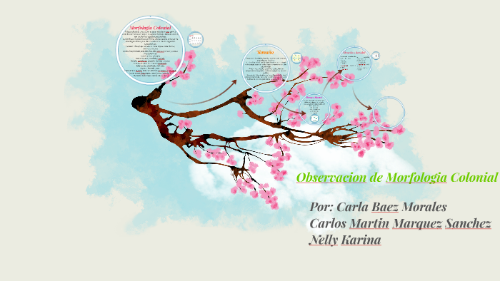 Observacion de Morfologia Colonial by Carla Baez Morales on Prezi