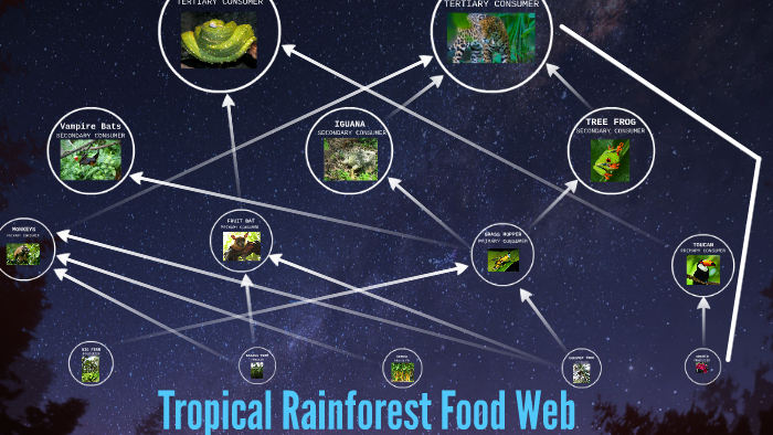 Tropical Rainforest Food Web by sandra palacios on Prezi