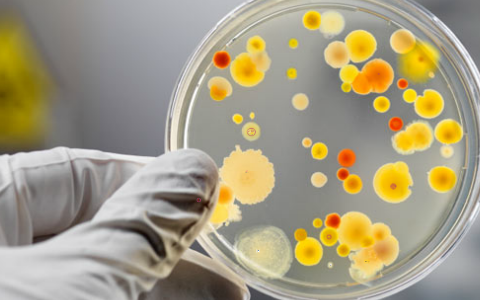 Vancomycin-Resistant Enterococci (VRE) by Lynette G on Prezi