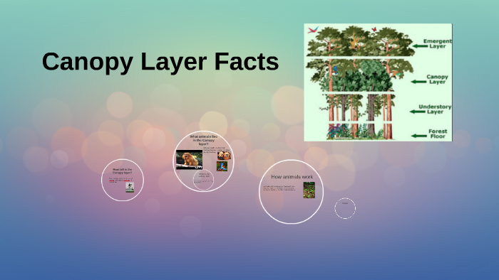 How tall is the Canopy layer by Natalie Watson