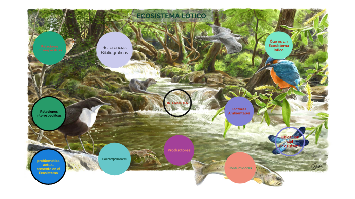Ecosistema Lótico by Andres Mauricio Quintero trujillo on Prezi