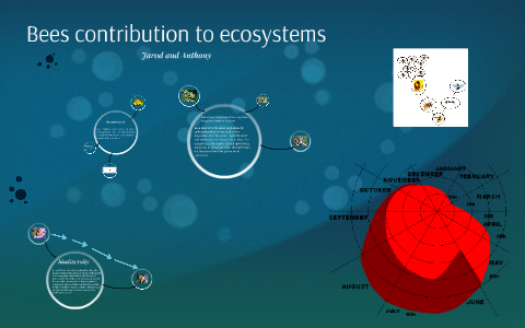Bees contribution to ecosystems by jarod kaplan on Prezi