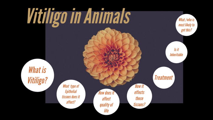 Vitiligo in Animals by Morgan Latour on Prezi