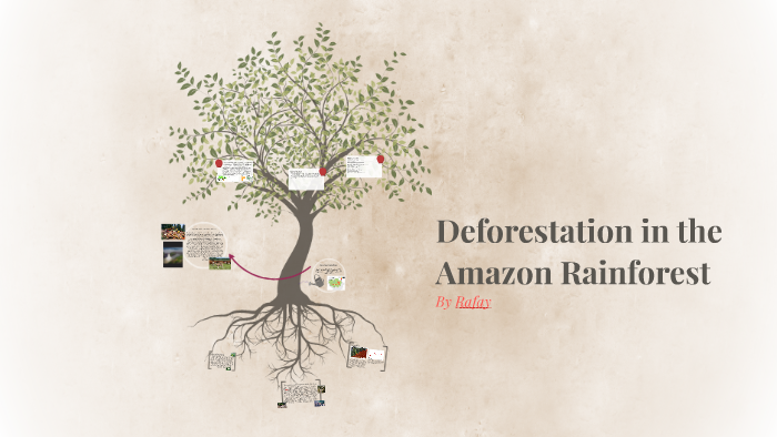 Deforestation in the Amazon Rainforest by Rafay Ahmed on Prezi