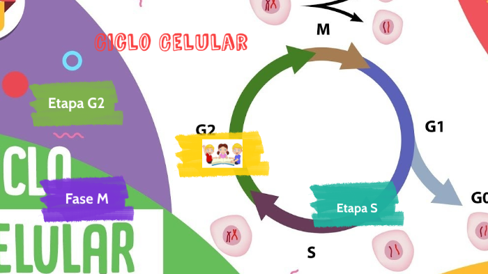 Ciclo Celular by liss tapia on Prezi