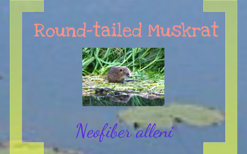 Round-tailed Muskrat by Sally Snelling on Prezi