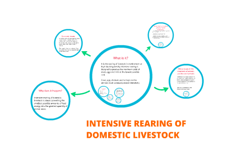 INTENSIVE REARING OF DOMESTIC LIVESTOCK by Muge E on Prezi