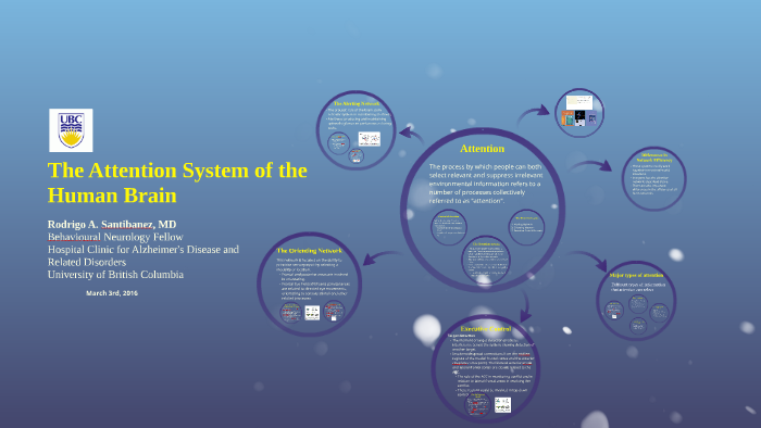 The Attention System of the Human Brain by Rodrigo Santibañez Moreira