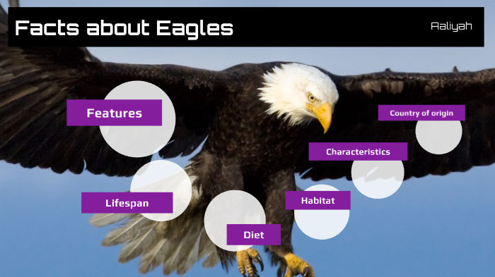 eagle by Aaliyah Semmler on Prezi