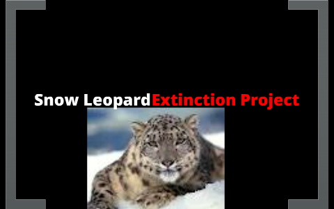 Snow Leopard Endangered Species Project by Nate Thompson on Prezi