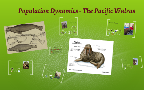 Population Dynamics - The Walrus by Eric Lucente on Prezi