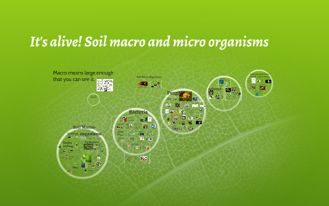 It's alive! soil macro and micro organisms by Cjay R on Prezi