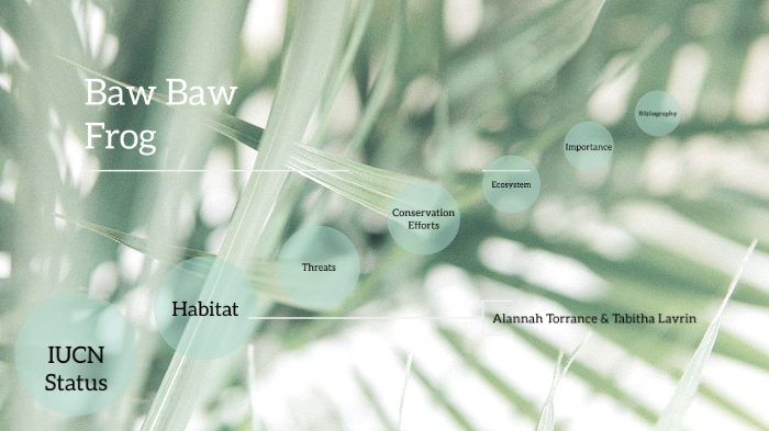 Baw Baw Frog by Tabitha Lavrin on Prezi