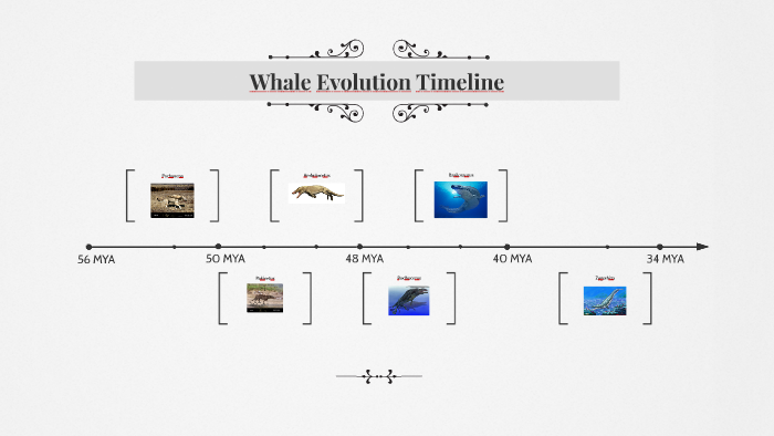 Whale Evolution Timeline by Daniel Conn on Prezi