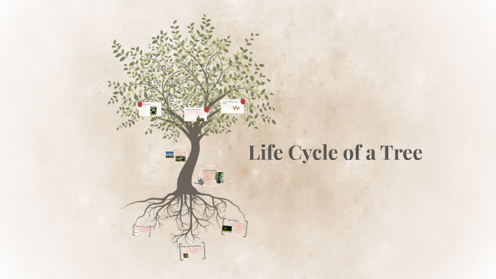 Life Cycle of a Tree by McKenzie Williams on Prezi
