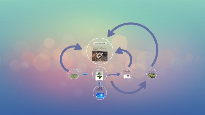 Puma food web by on Prezi