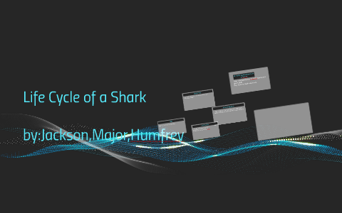 Life Cycle of a Shark by Toye Powell on Prezi