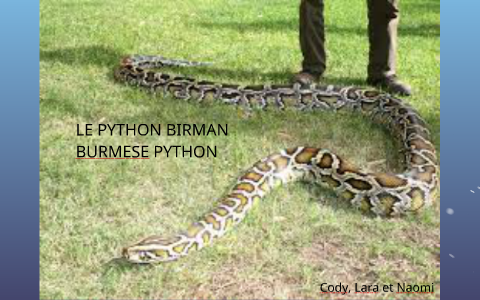 Burmese Python by Cody Gamble on Prezi