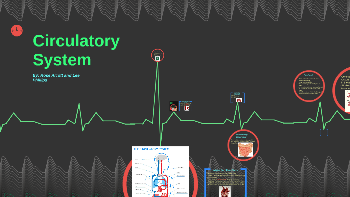 Circulatory System by Rose A on Prezi