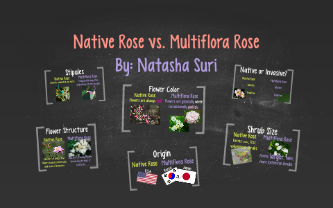 Native Rose vs. Multiflora Rose by Natasha Suri on Prezi