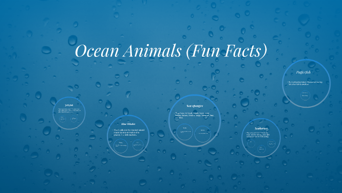 Ocean Animals (Fun Facts) by Nuri Santiaguillo on Prezi