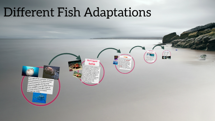 Different Fish Adaptations by Celine Koon Koon on Prezi