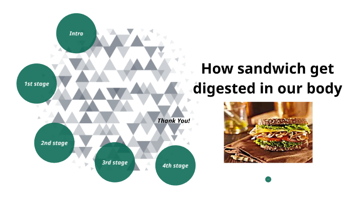 Journey of a Sandwich through our Digestive System by Felix Nguyen on Prezi