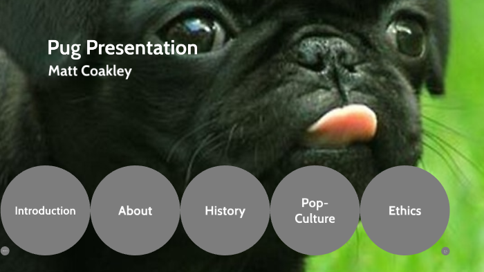 Pug Presentation by Matthew Coakley on Prezi