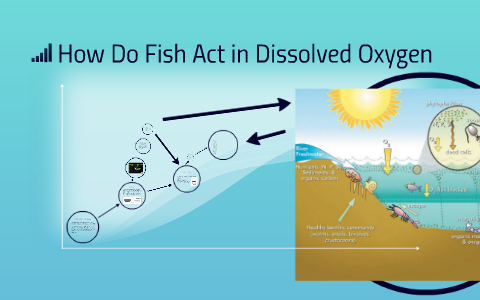 How Do Fish Act in Dissolved Oxygen by Juliana Silva