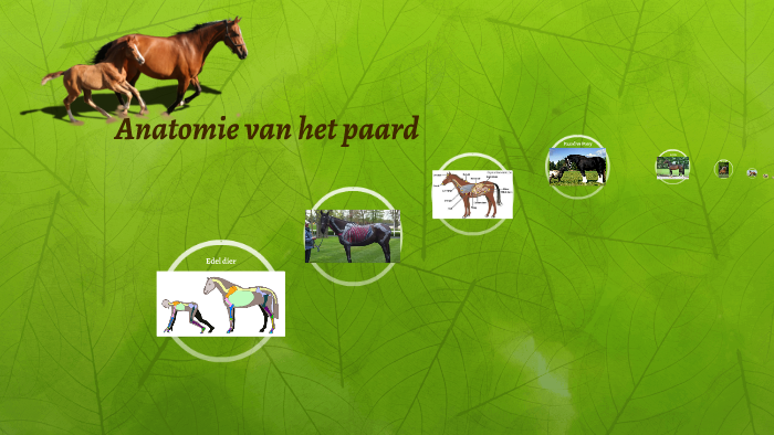 Anatomie van het paard by A R on Prezi